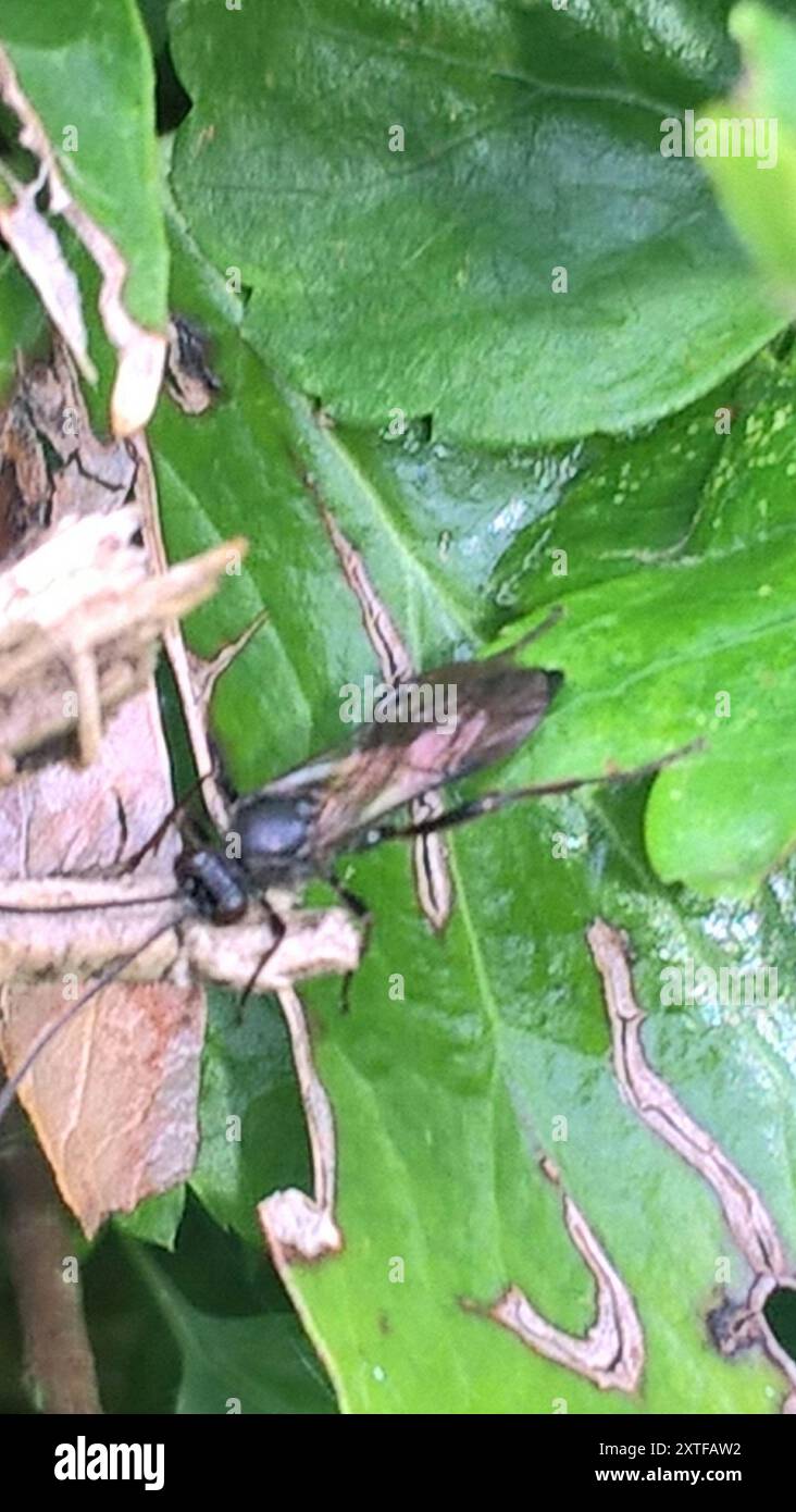 Ants, Bees, Wasps, and Sawflies (Hymenoptera) Insecta Stock Photo - Alamy