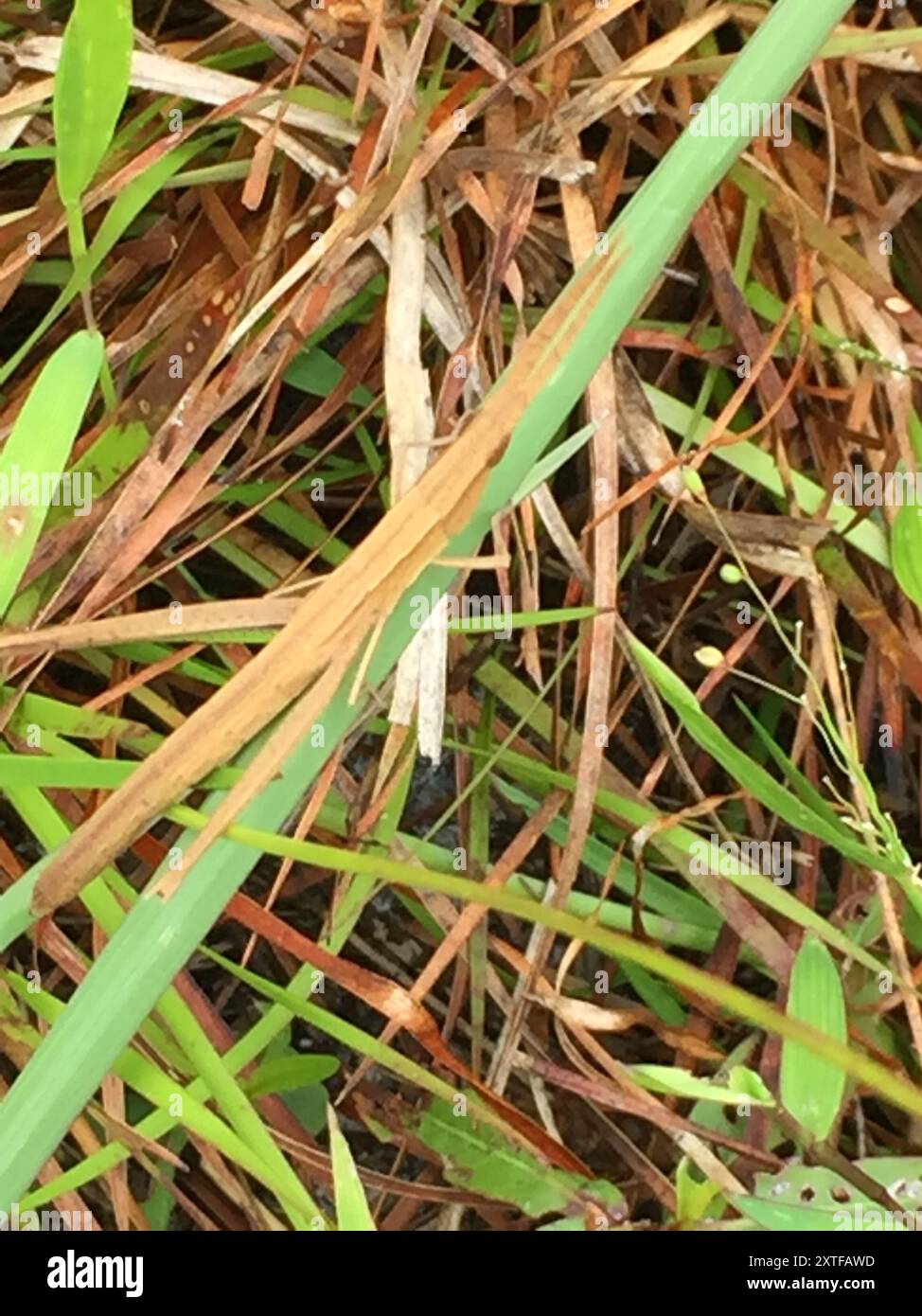 Long-headed Toothpick Grasshopper (Achurum carinatum) Insecta Stock ...