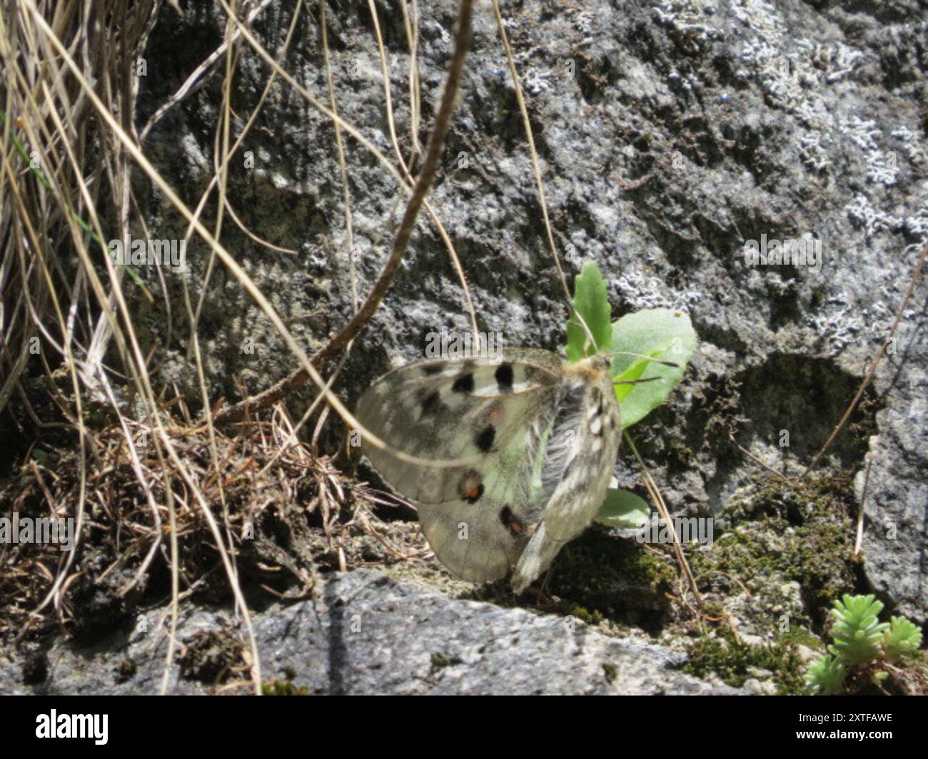 Apollo (Parnassius apollo) Insecta Stock Photo - Alamy
