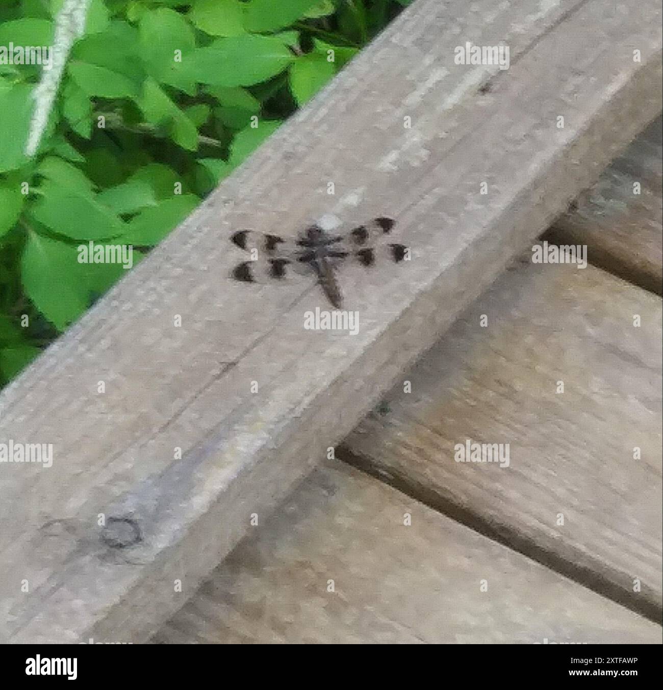 Common Whitetail (Plathemis lydia) Insecta Stock Photo - Alamy