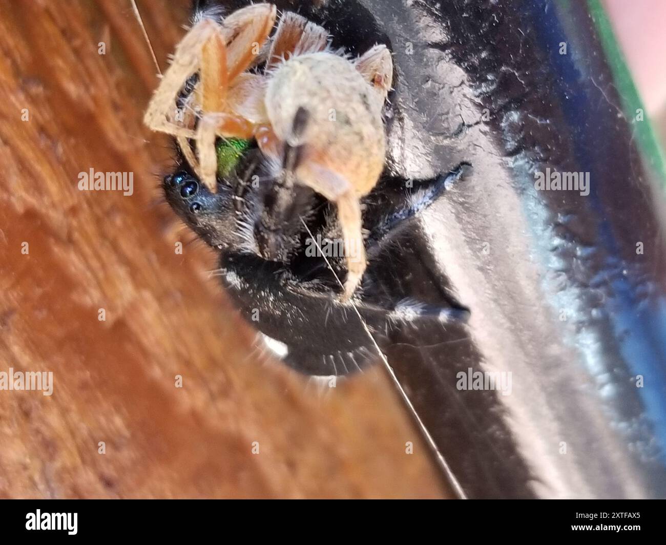 Bold Jumping Spider (Phidippus audax) Arachnida Stock Photo - Alamy