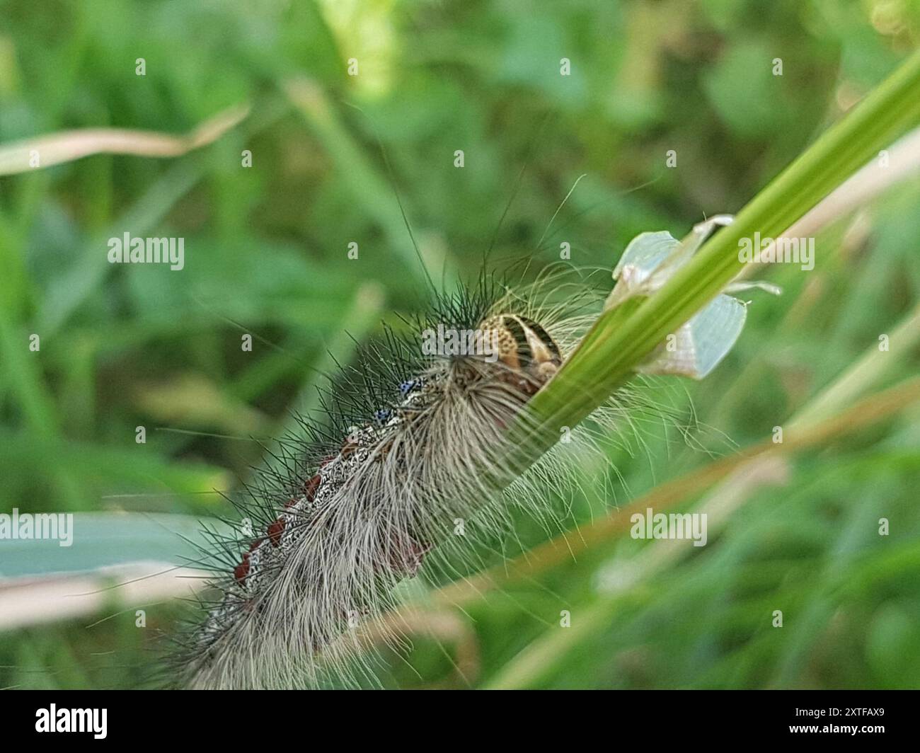 Spongy Moth (Lymantria dispar) Insecta Stock Photo - Alamy