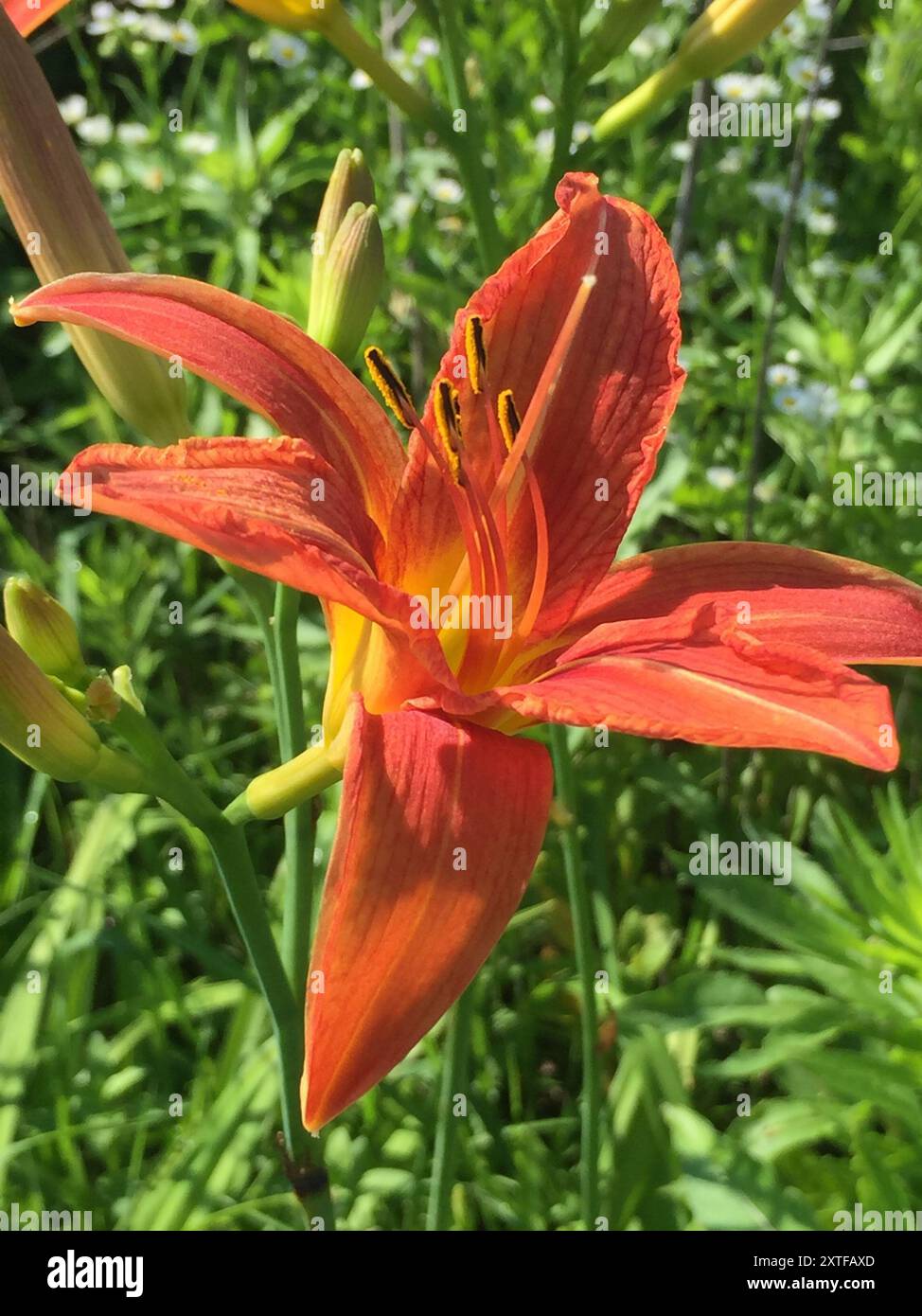 orange day-lily (Hemerocallis fulva) Plantae Stock Photo - Alamy
