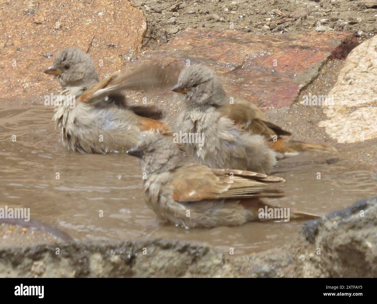 Northern Grey-headed Sparrow (Passer griseus) Aves Stock Photo - Alamy