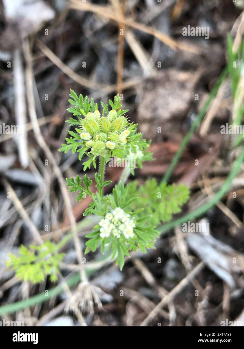 American wild carrot (Daucus pusillus) Plantae Stock Photo - Alamy
