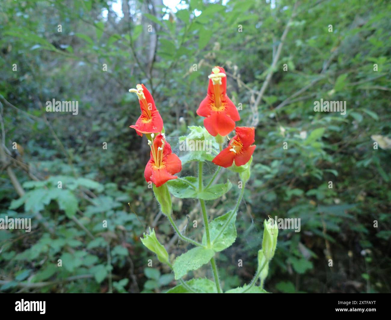 scarlet monkeyflower (Erythranthe cardinalis) Plantae Stock Photo - Alamy