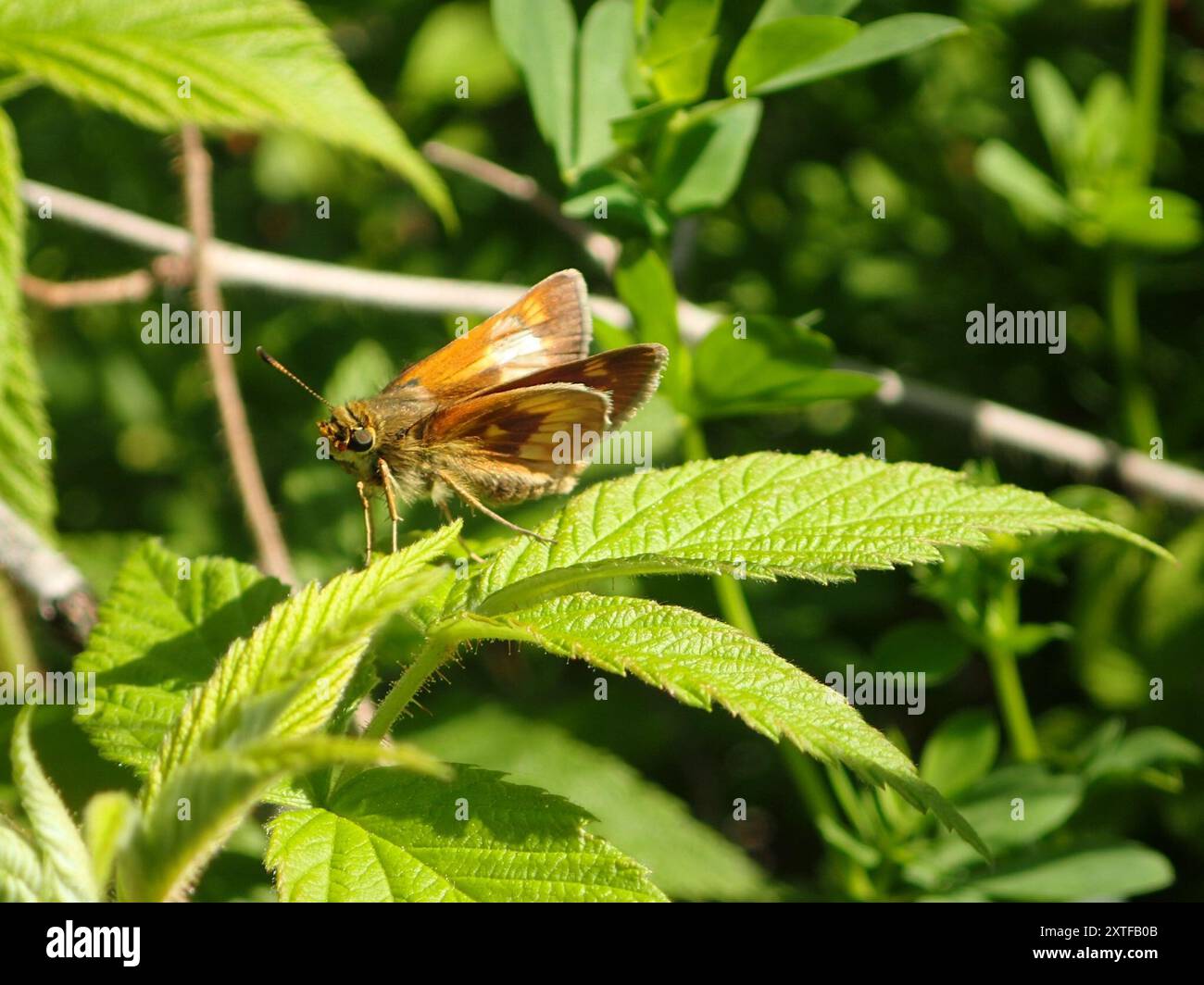 Long Dash (Polites mystic) Insecta Stock Photo - Alamy