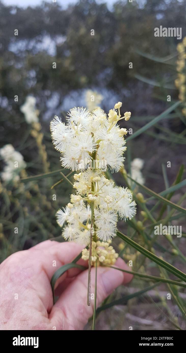 Acacia suaveolens hi-res stock photography and images - Alamy