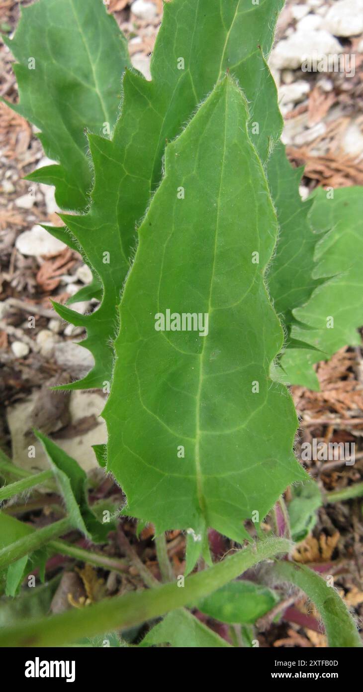 Wall hawkweed (Hieracium murorum) Plantae Stock Photo - Alamy