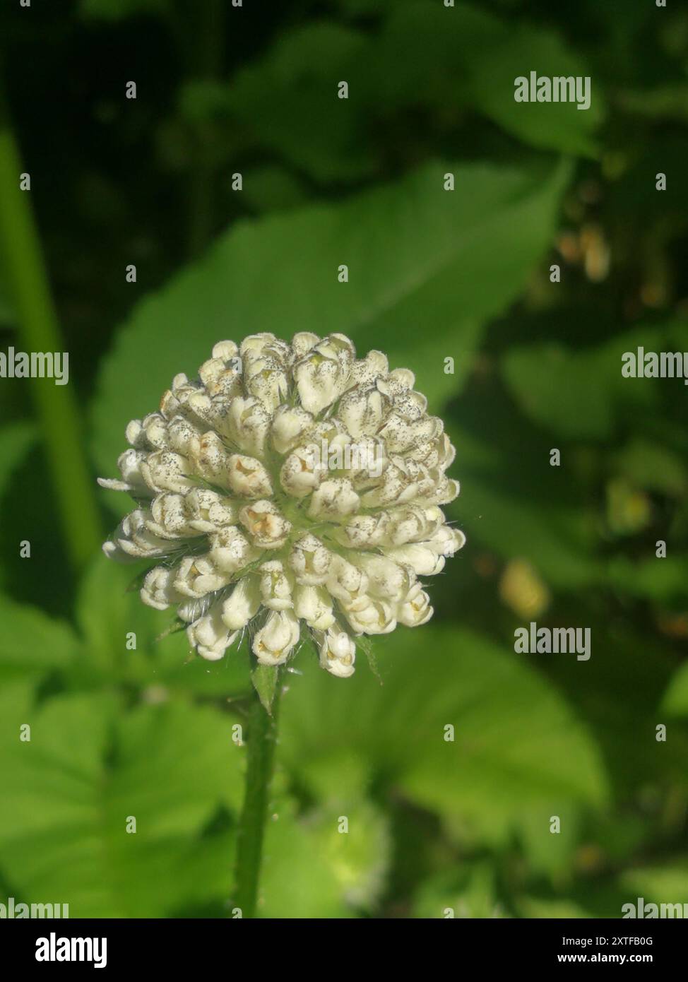 small teasel (Dipsacus pilosus) Plantae Stock Photo - Alamy