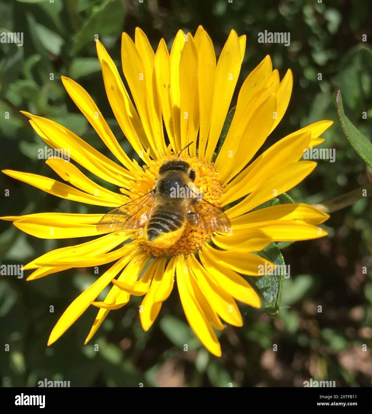 Western Leafcutter Bee (Megachile perihirta) Insecta Stock Photo - Alamy