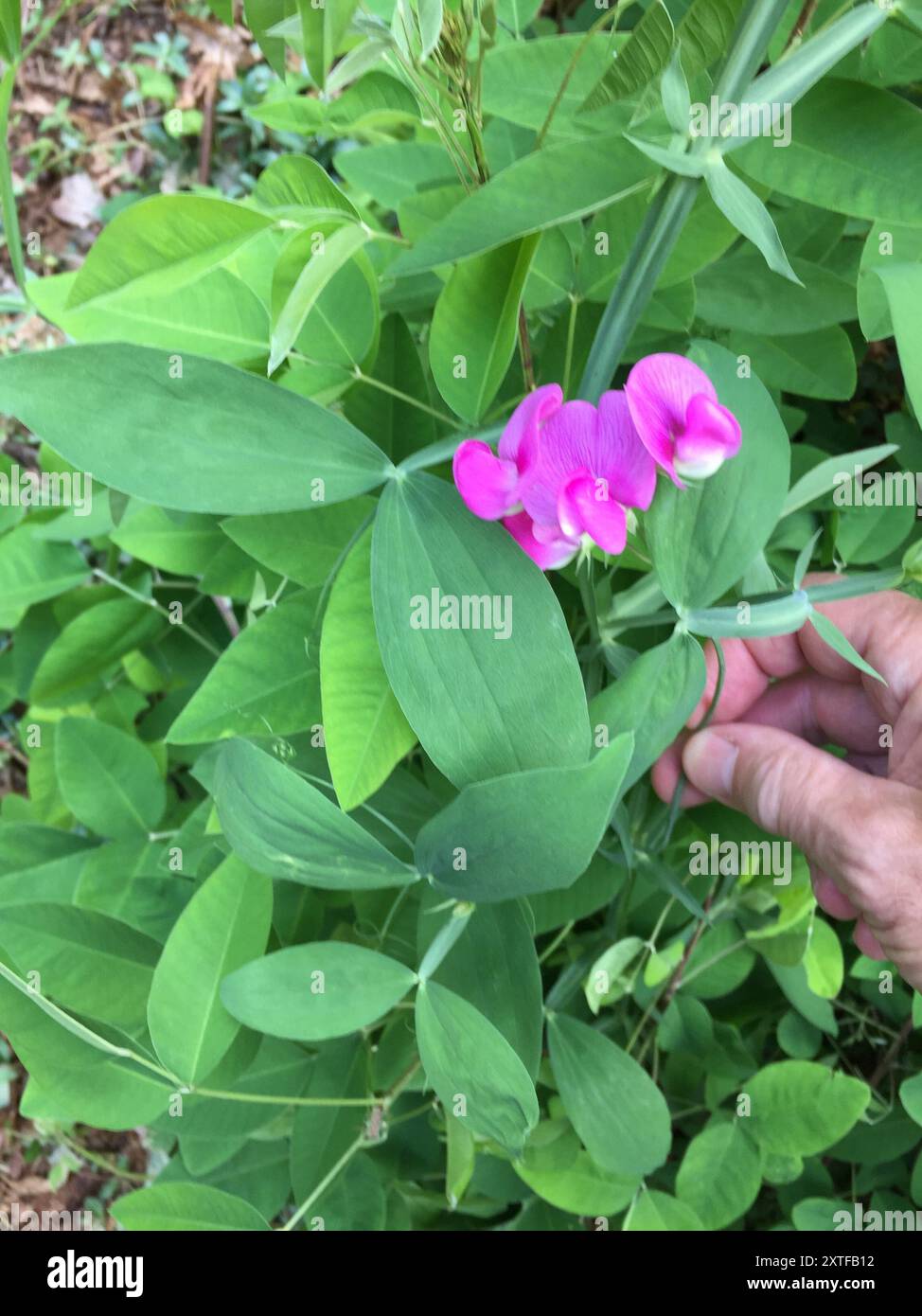 broad-leaved sweet pea (Lathyrus latifolius) Plantae Stock Photo - Alamy