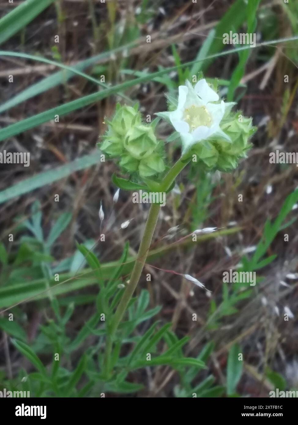 (Horkelia congesta congesta) Plantae Stock Photo - Alamy
