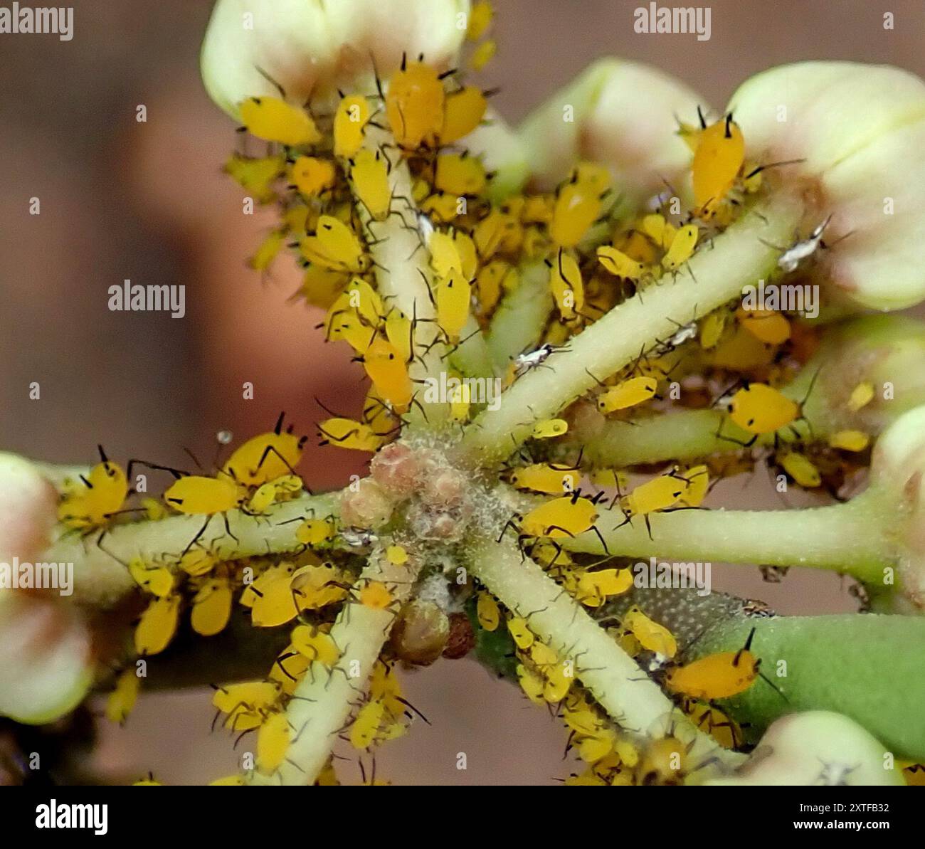 Common Caustic Vine (Cynanchum viminale viminale) Plantae Stock Photo ...