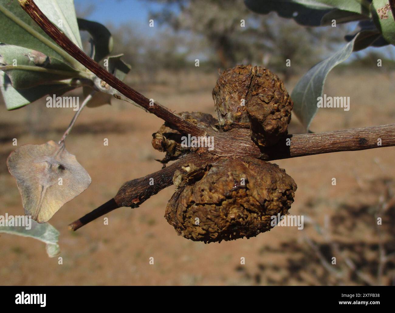 silver terminalia (Terminalia sericea) Plantae Stock Photo - Alamy