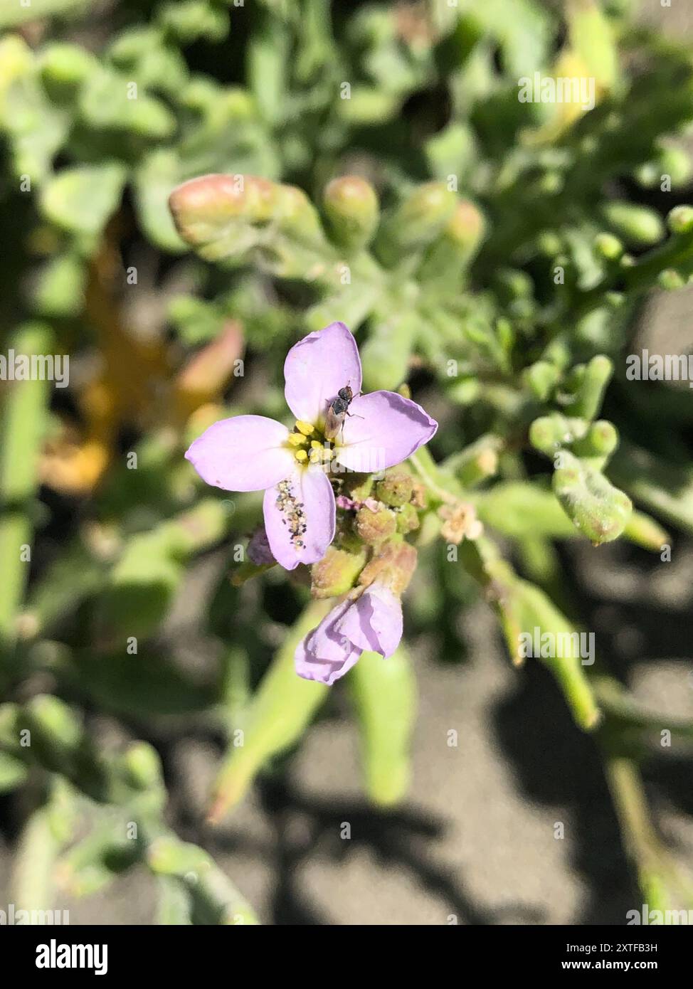 European Searocket (Cakile maritima) Plantae Stock Photo - Alamy