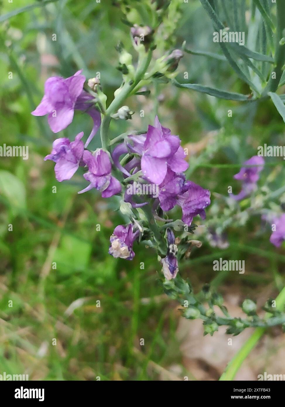Purple Toadflax (Linaria purpurea) Plantae Stock Photo - Alamy