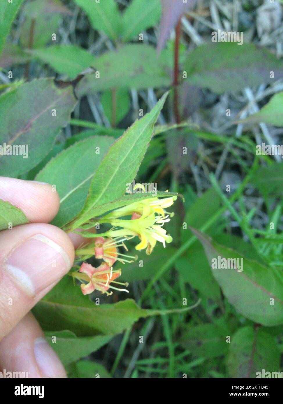 northern bush honeysuckle (Diervilla lonicera) Plantae Stock Photo - Alamy