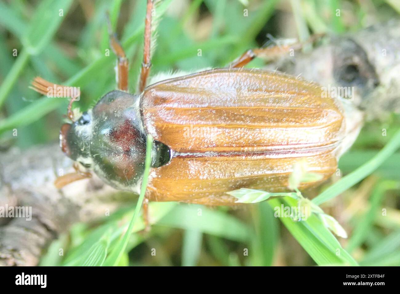 Common Cockchafer (Melolontha melolontha) Insecta Stock Photo - Alamy