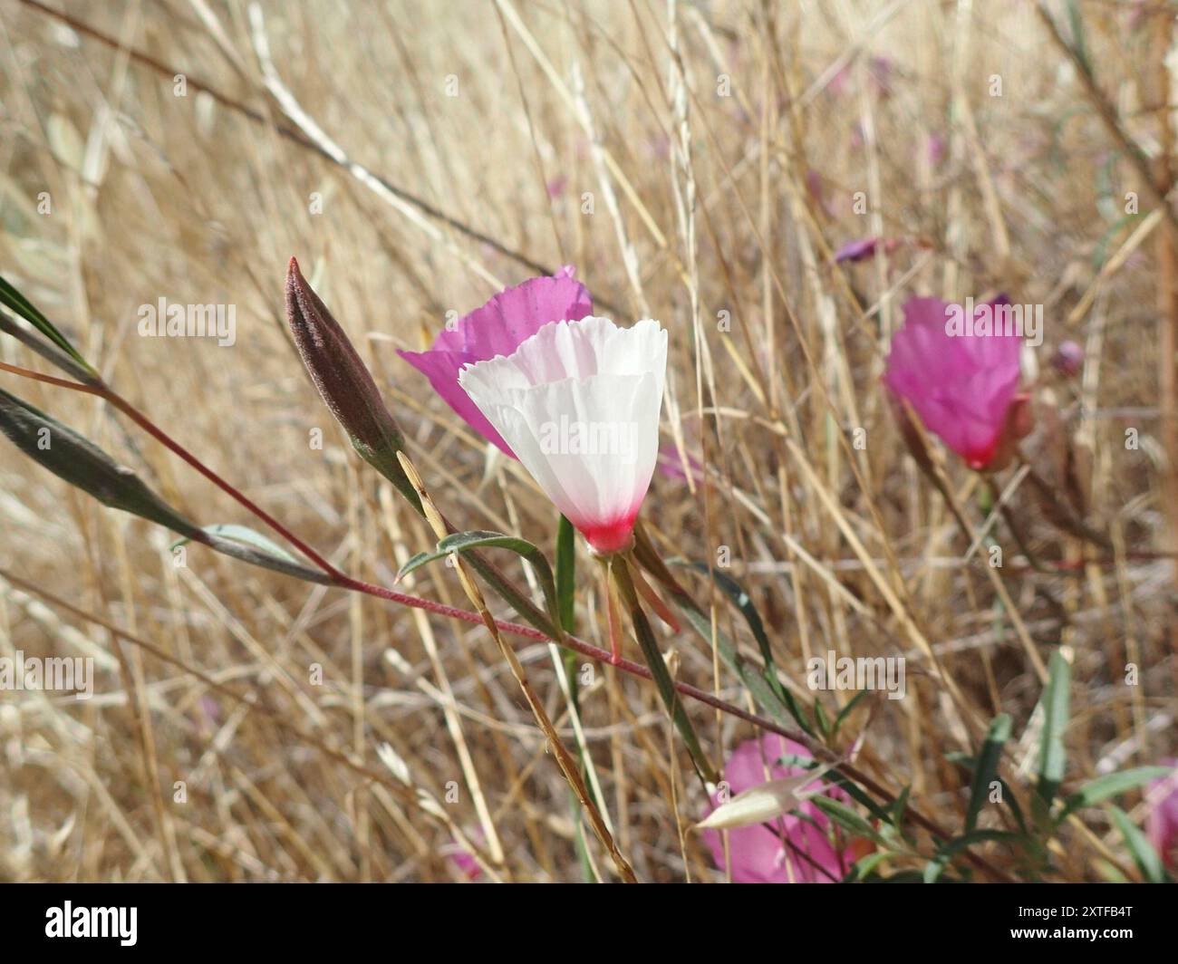 ruby chalice clarkia (Clarkia rubicunda) Plantae Stock Photo - Alamy