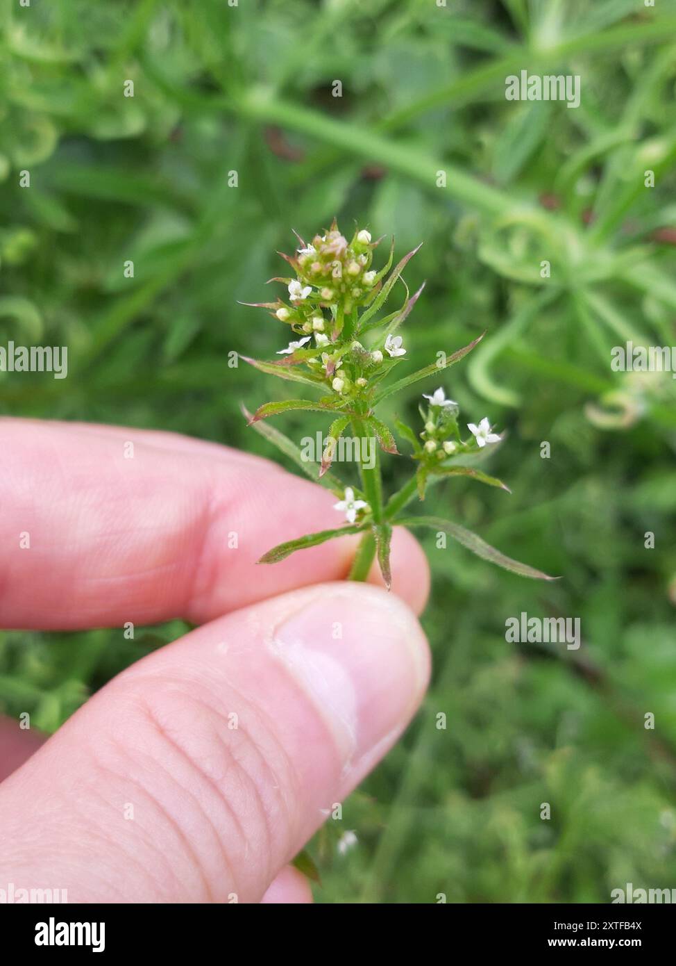 catchweed bedstraw (Galium aparine) Plantae Stock Photo - Alamy
