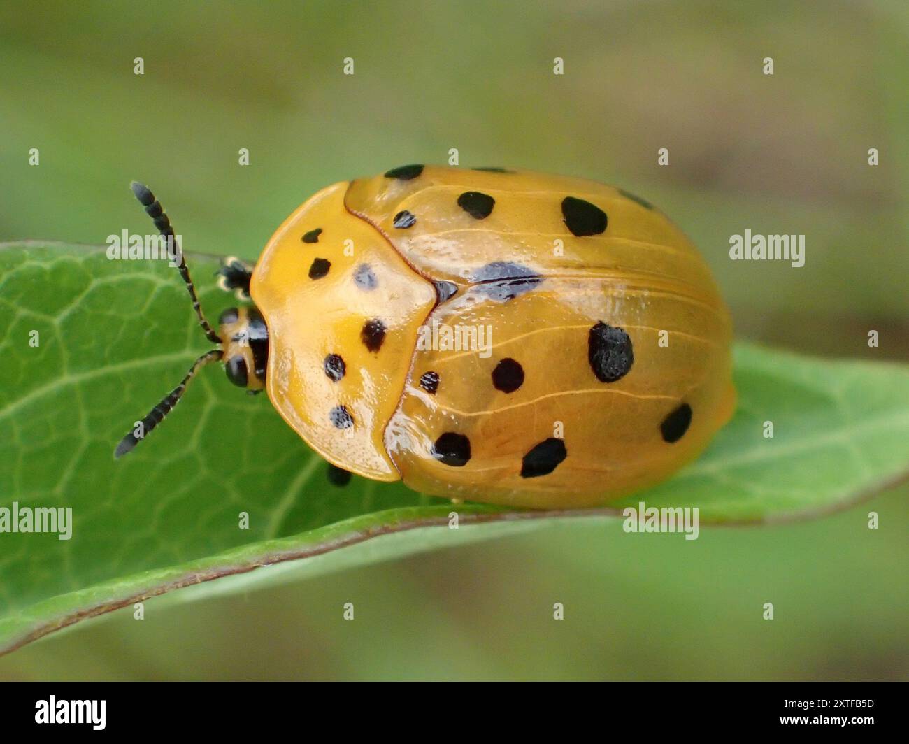 Argus tortoise hi-res stock photography and images - Alamy