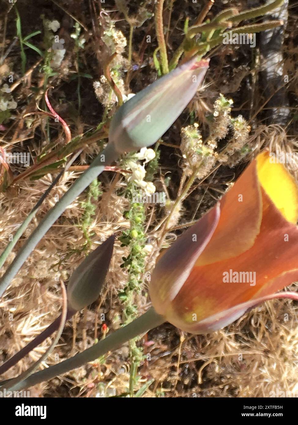 goldenbowl mariposa lily (Calochortus concolor) Plantae Stock Photo - Alamy