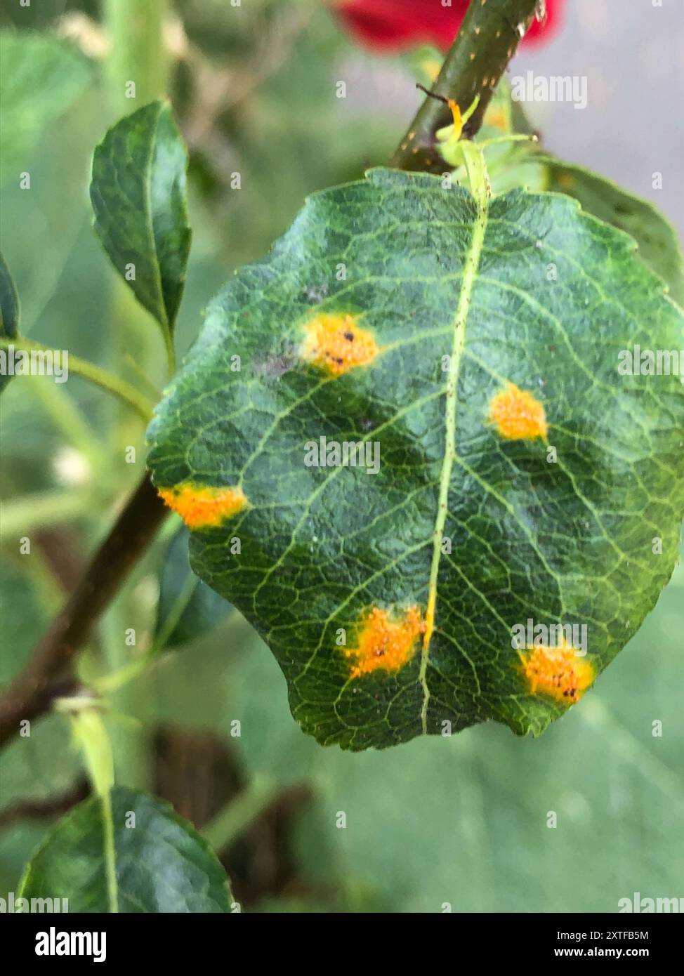 rust fungi (Pucciniales) Fungi Stock Photo - Alamy