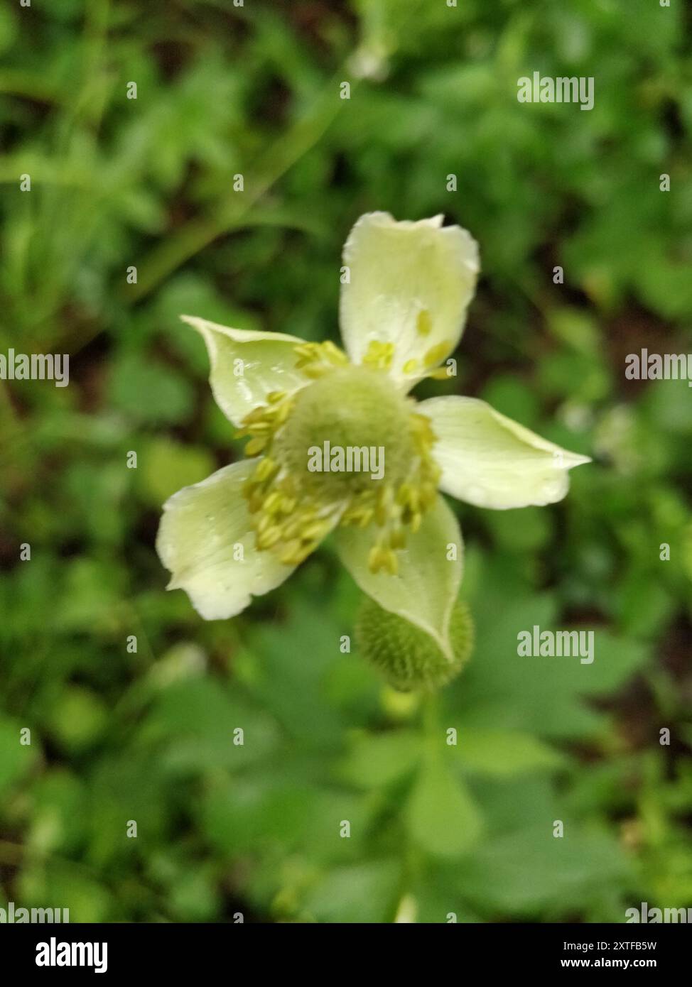 tall thimbleweed (Anemone virginiana) Plantae Stock Photo - Alamy