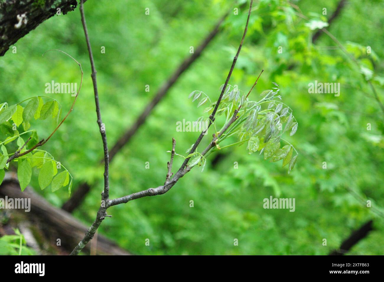 amur maackia (Maackia amurensis) Plantae Stock Photo - Alamy