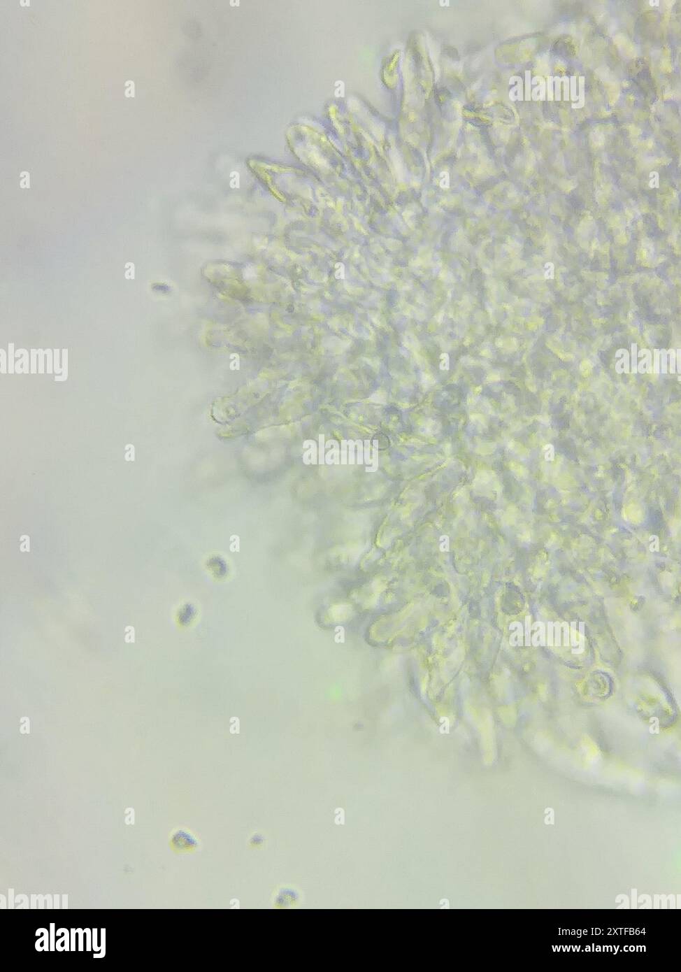 Dripping bonnet hi-res stock photography and images - Alamy