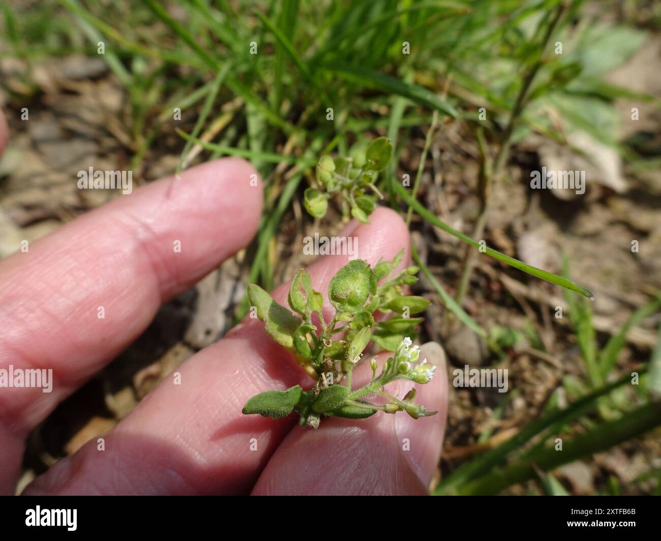 field peppergrass (Lepidium campestre) Plantae Stock Photo - Alamy