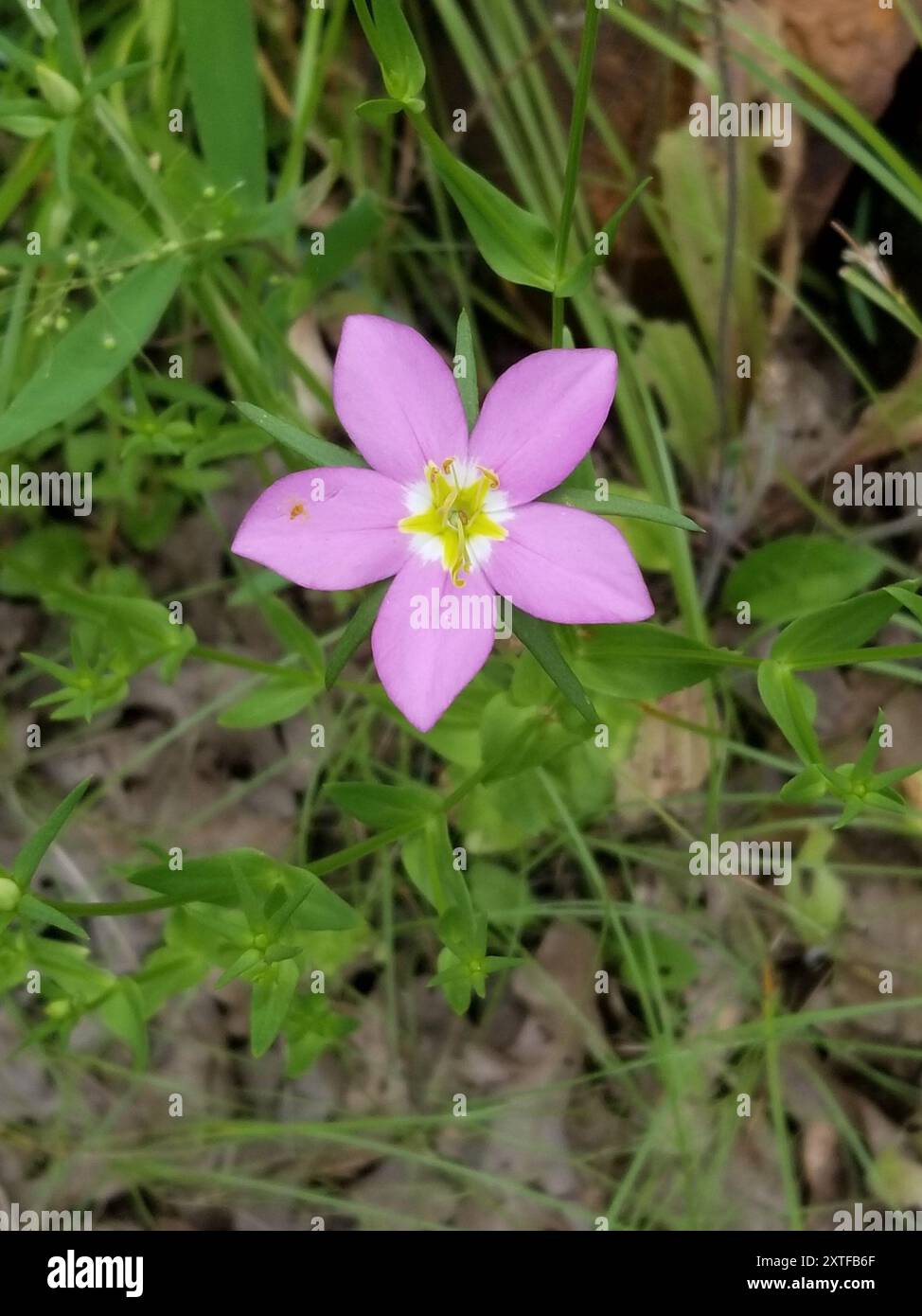Meadow Pink (Sabatia campestris) Plantae Stock Photo - Alamy