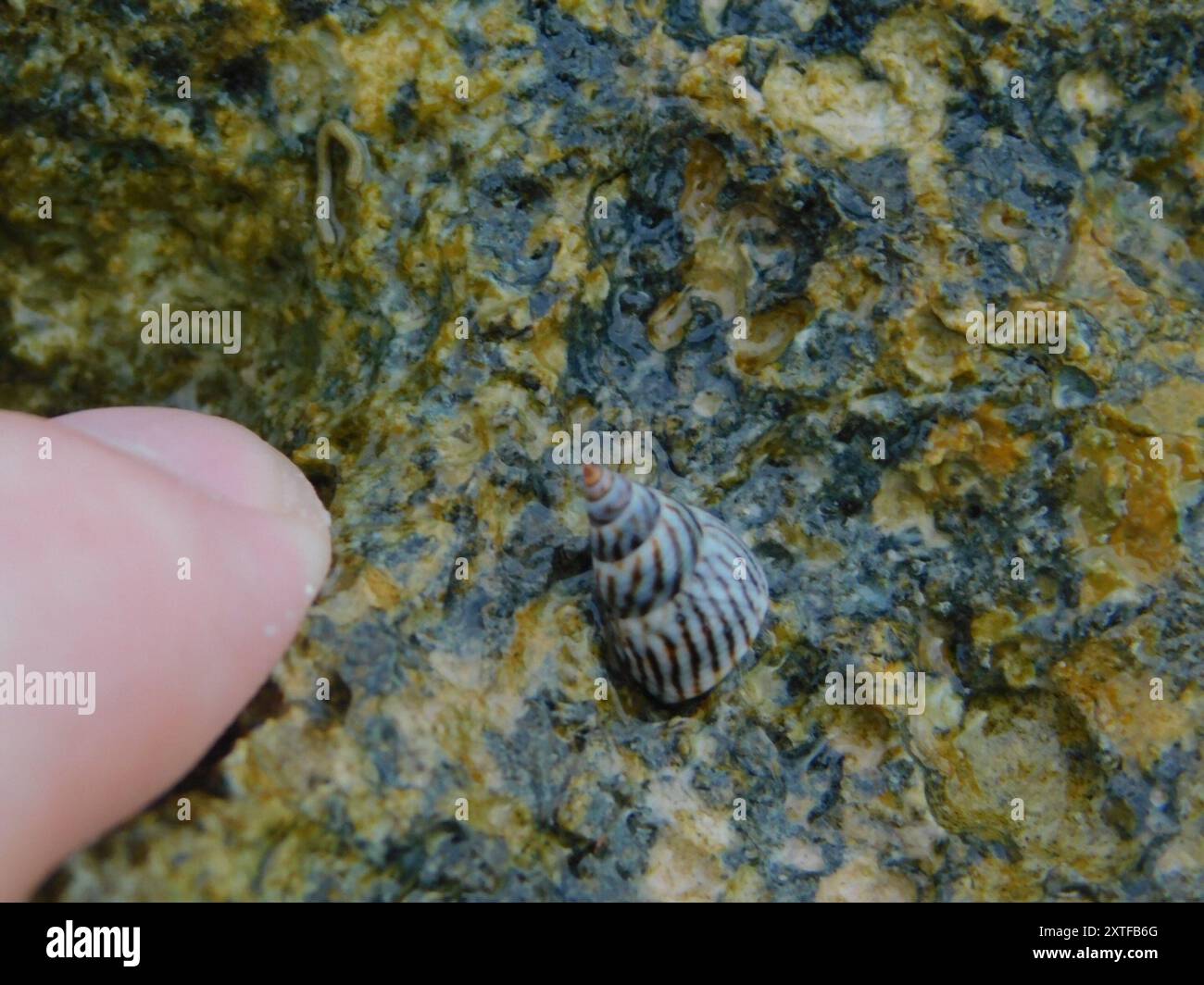 Zebra Periwinkle (Echinolittorina ziczac) Mollusca Stock Photo - Alamy
