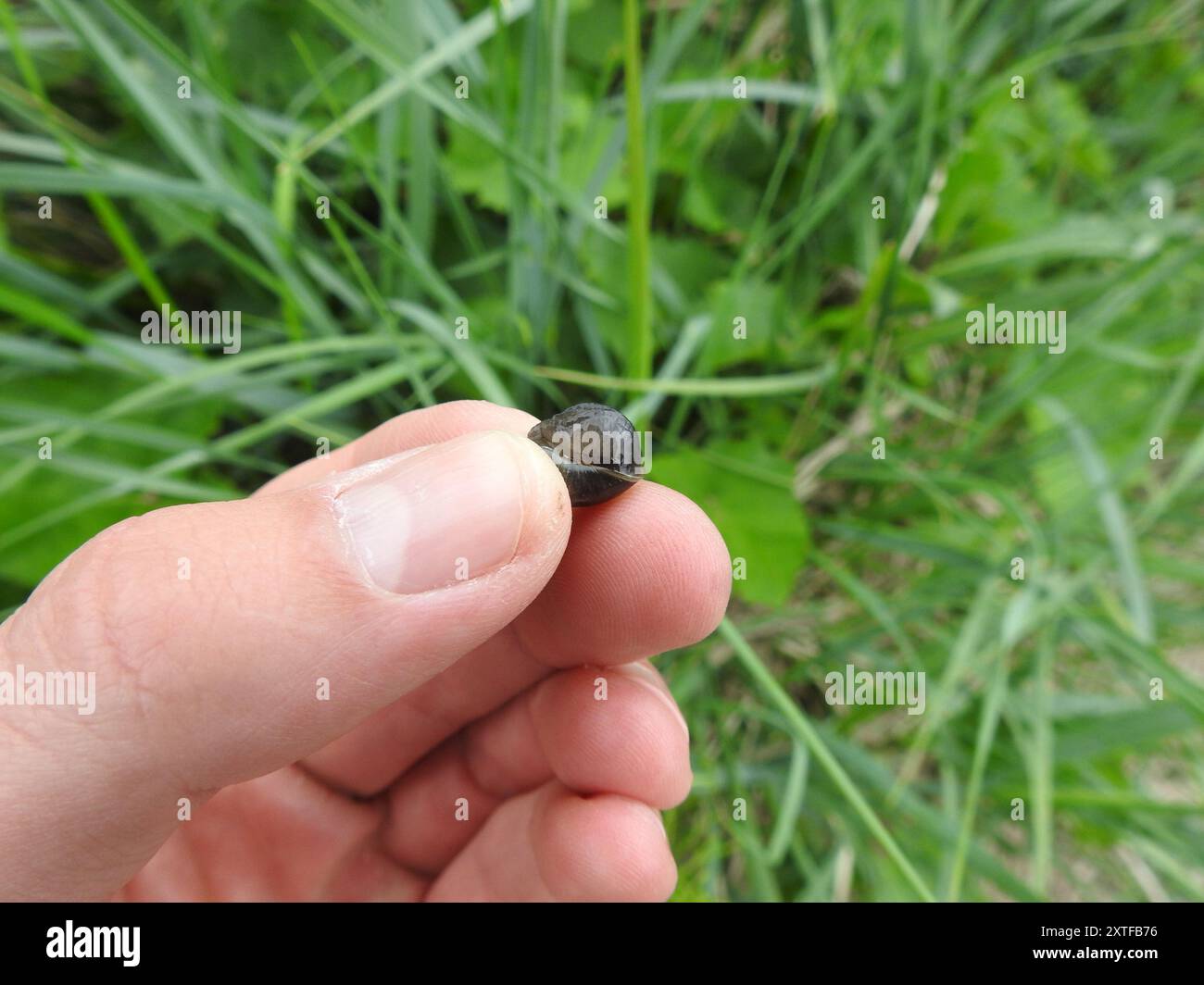 Dwarf pond snail (Galba truncatula) Mollusca Stock Photo - Alamy