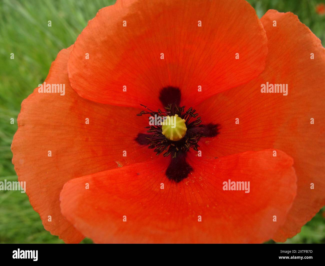 Long-headed poppy (Papaver dubium) Plantae Stock Photo - Alamy