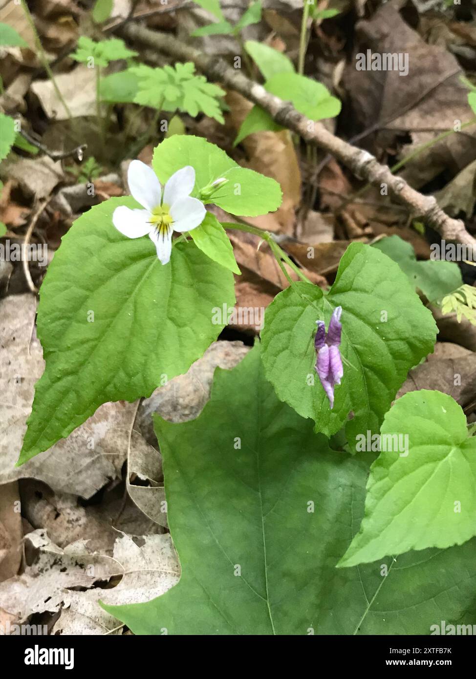 Canada Violet (Viola canadensis) Plantae Stock Photo - Alamy