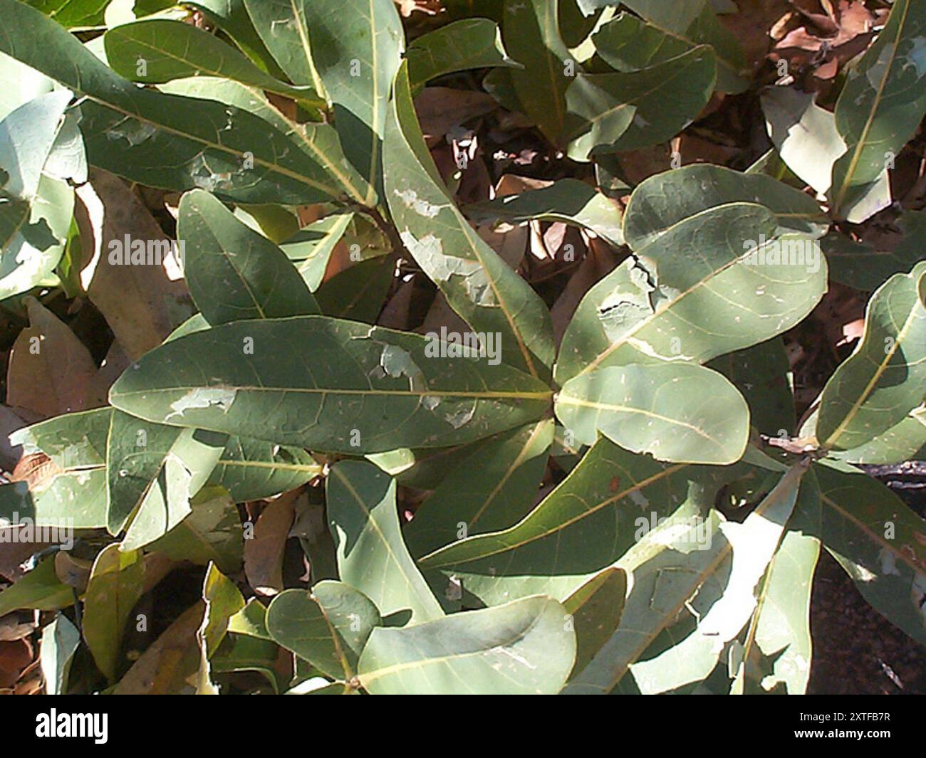 gifblaar (Dichapetalum cymosum) Plantae Stock Photo - Alamy