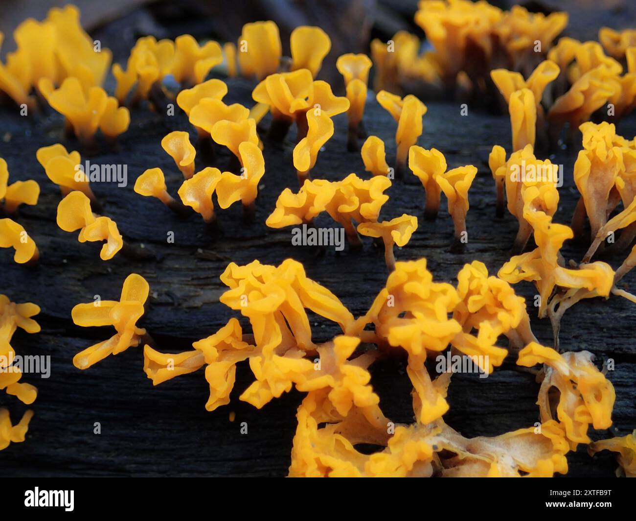 Fan shaped jelly fungi hi-res stock photography and images - Alamy
