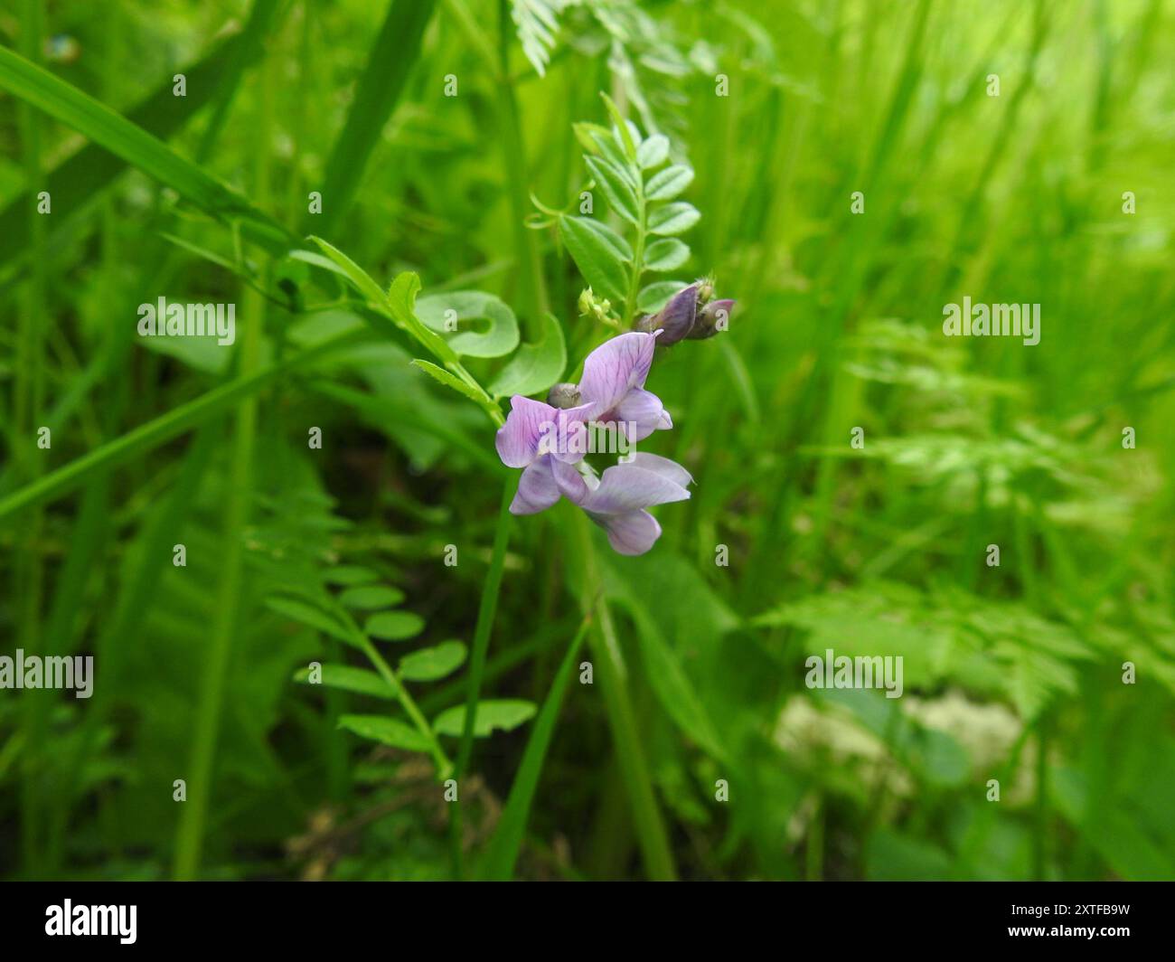 Bush Vetch (Vicia sepium) Plantae Stock Photo - Alamy