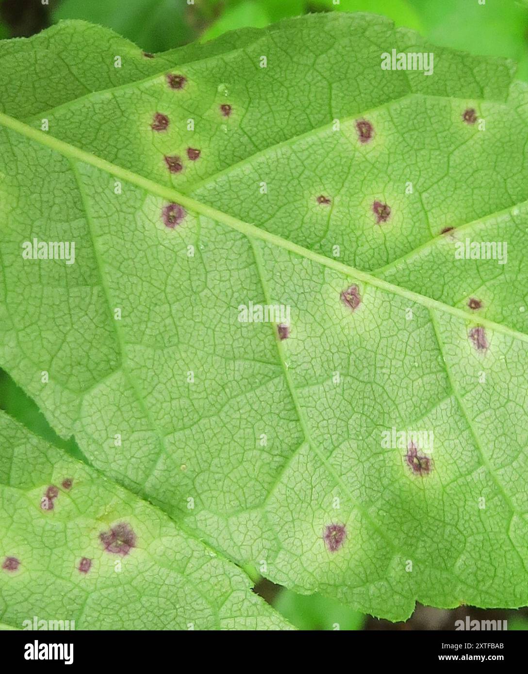 Ramularia hi-res stock photography and images - Alamy