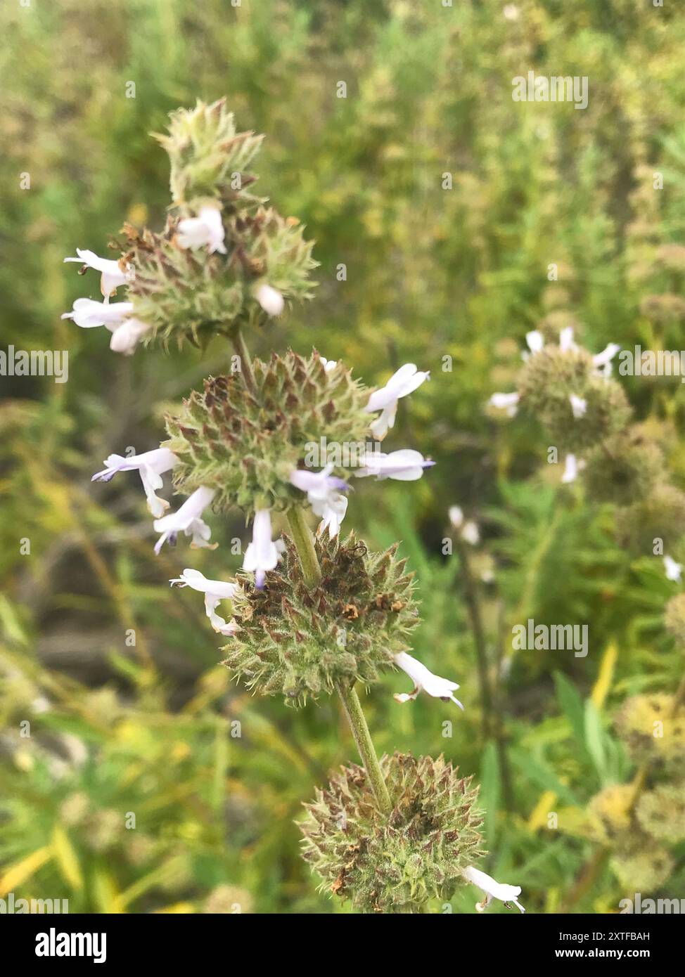 black sage (Salvia mellifera) Plantae Stock Photo - Alamy