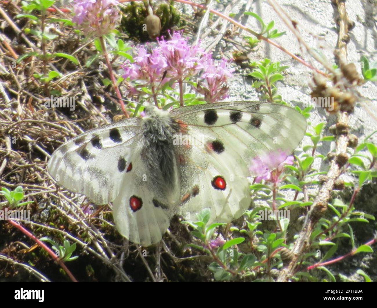 Apollo (Parnassius apollo) Insecta Stock Photo - Alamy
