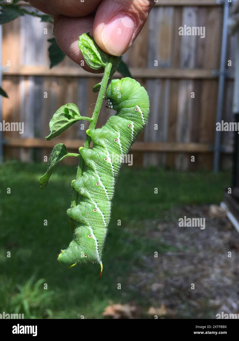 Carolina Sphinx (Manduca sexta) Insecta Stock Photo - Alamy