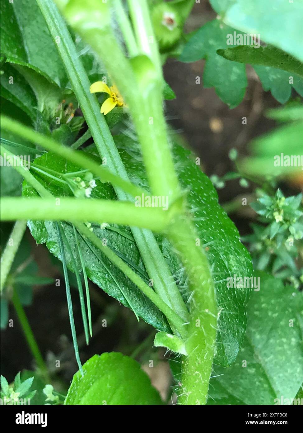 Carolina Bristlemallow (Modiola caroliniana) Plantae Stock Photo - Alamy