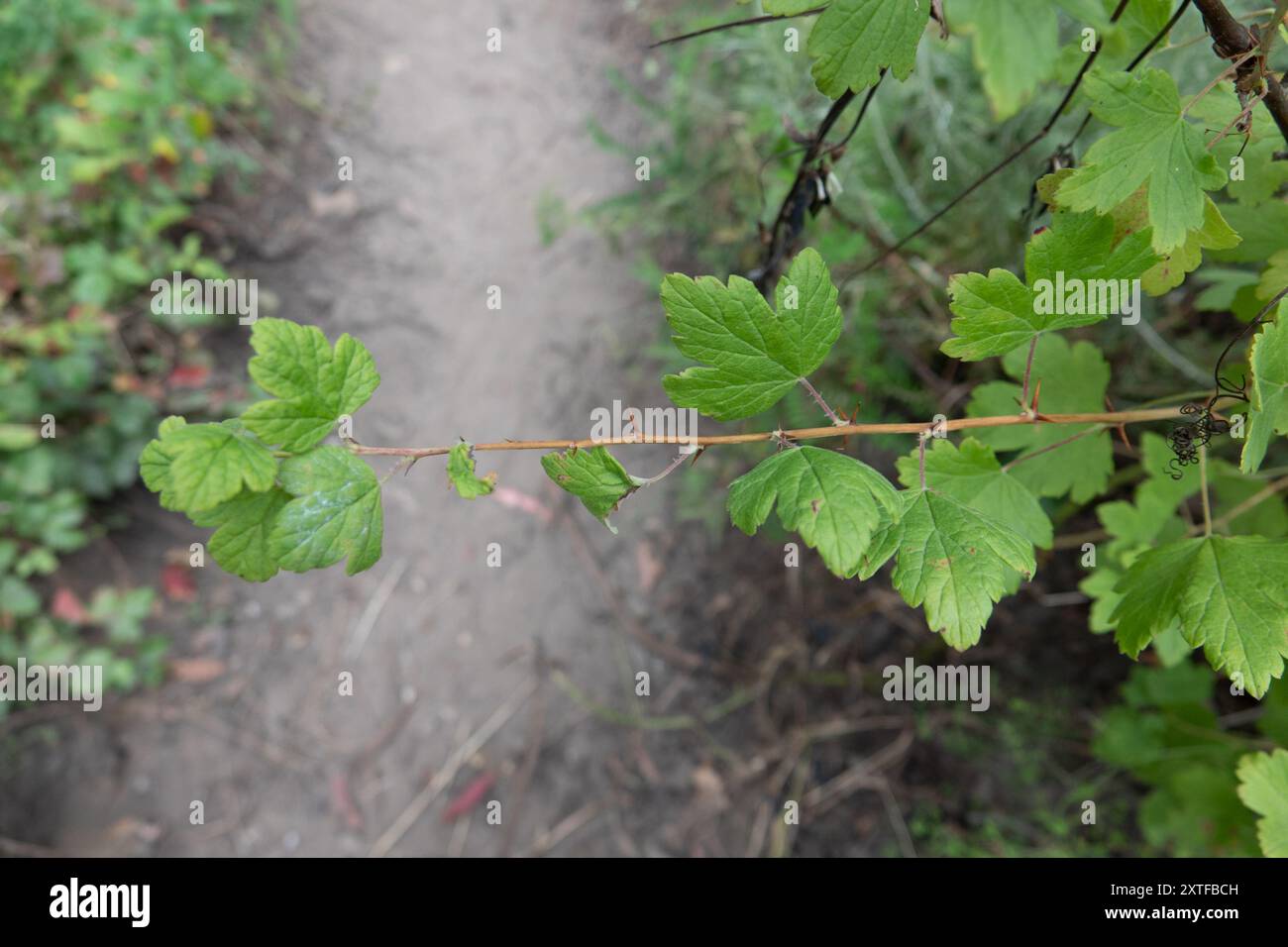 currants and gooseberries (Ribes) Plantae Stock Photo - Alamy