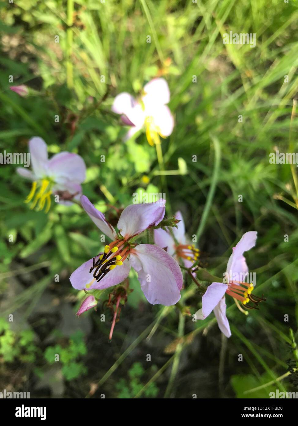 Maryland meadowbeauty (Rhexia mariana) Plantae Stock Photo - Alamy
