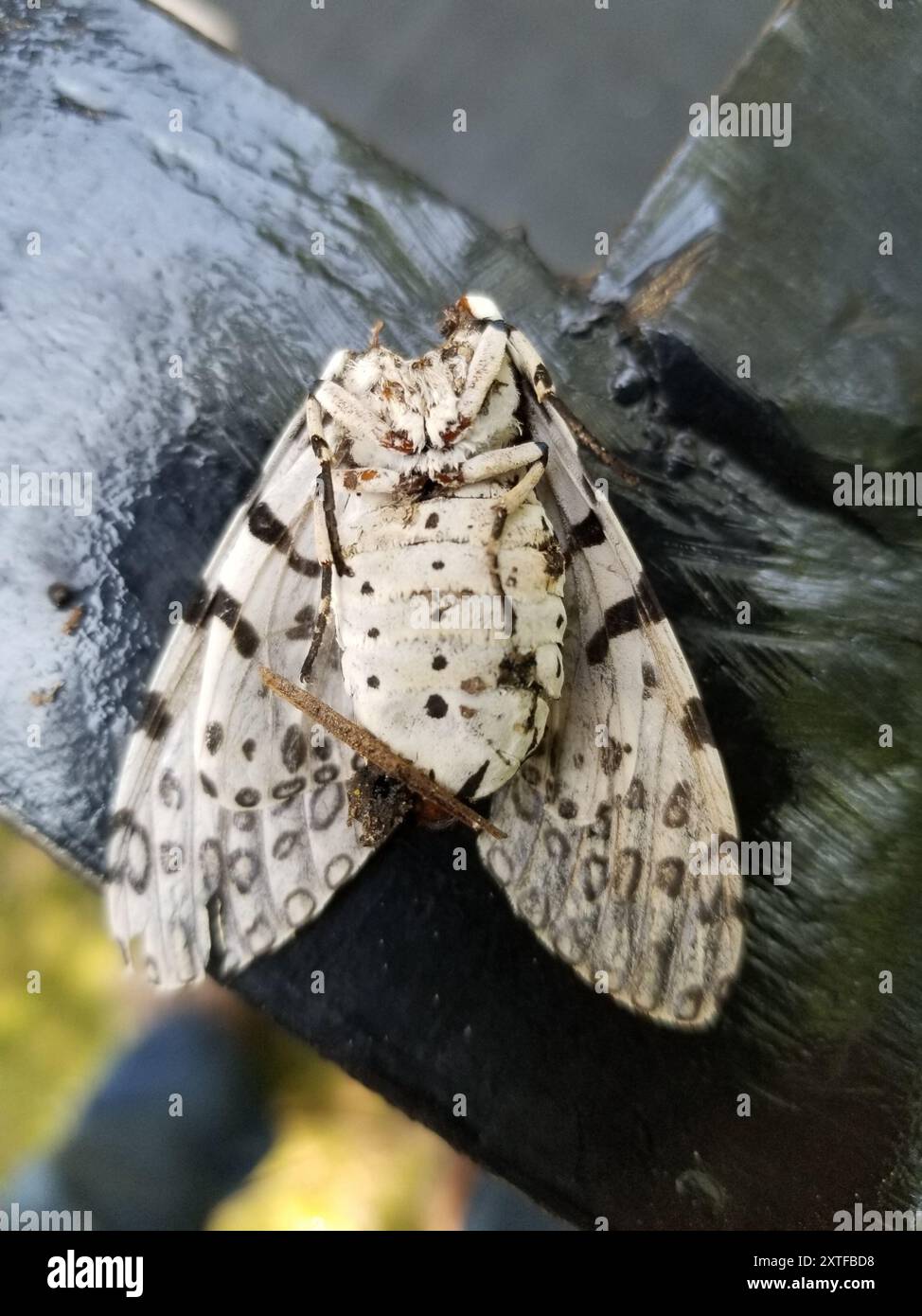 Giant Leopard Moth (Hypercompe scribonia) Insecta Stock Photo - Alamy