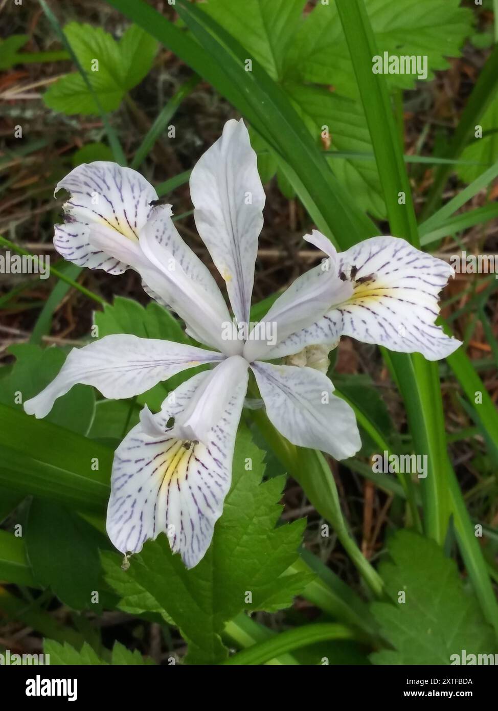 Oregon iris (Iris tenax) Plantae Stock Photo - Alamy