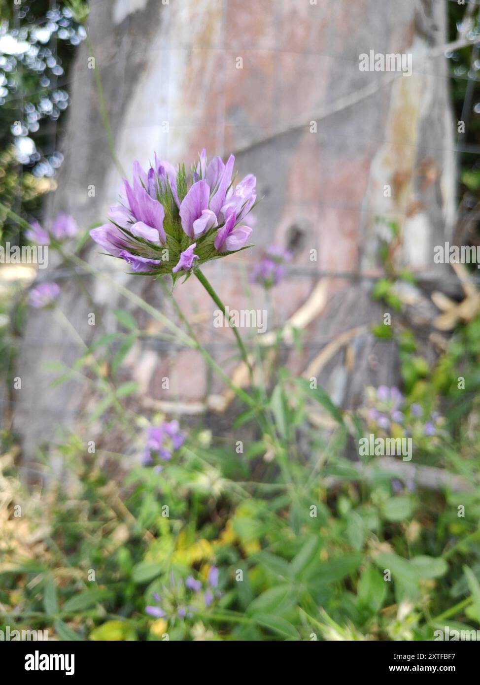 arabian pea (Bituminaria bituminosa) Plantae Stock Photo - Alamy
